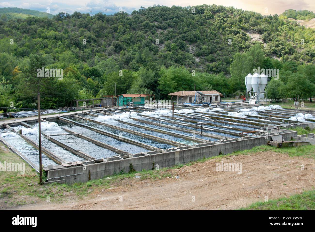 fish farming in front of nature background Stock Photo - Alamy