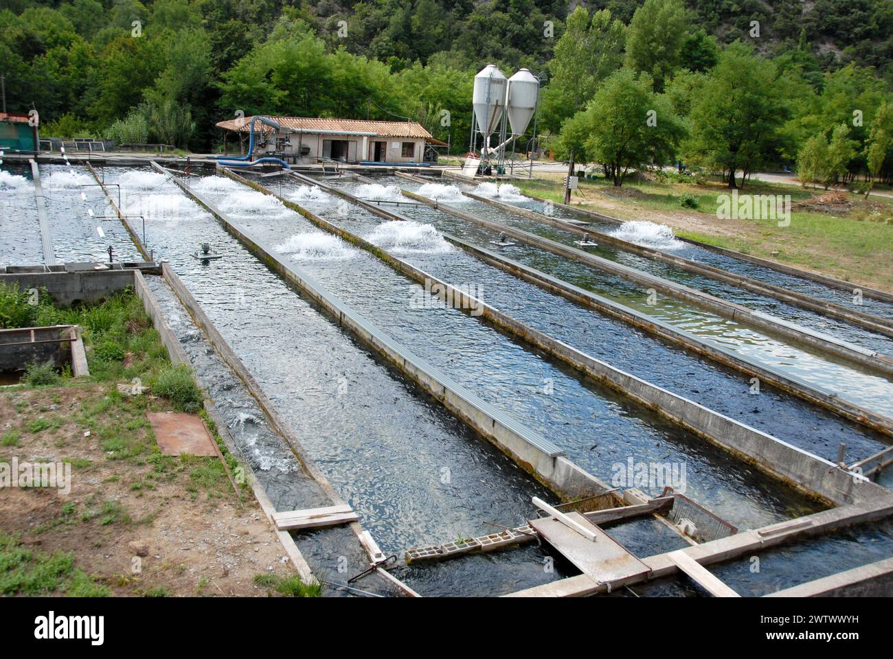 fish farming in front of nature background Stock Photo - Alamy