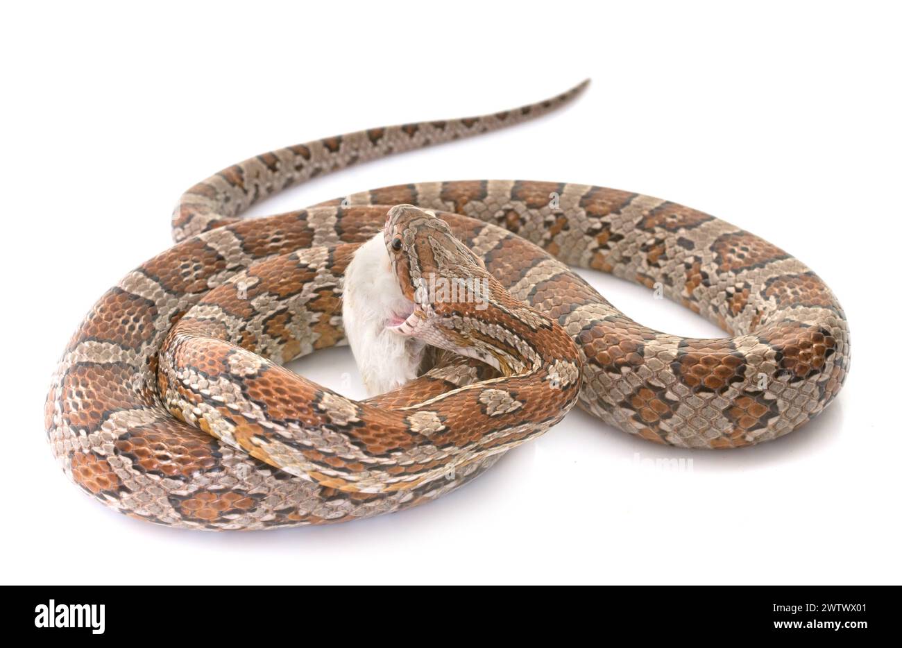 corn snake eating mouse in front of white background Stock Photo - Alamy