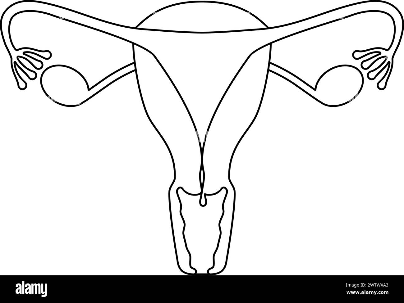 Uterus Diagram Black And White