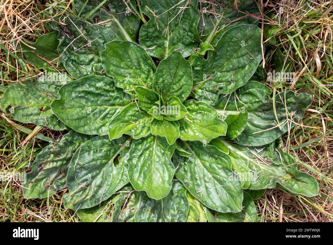 Noxious weeds hi-res stock photography and images - Alamy