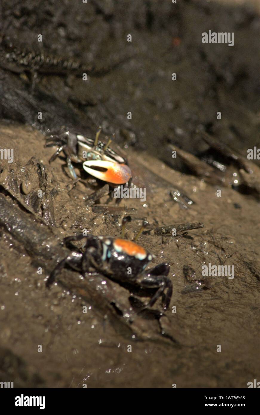 Tubuca coarctata hi-res stock photography and images - Alamy