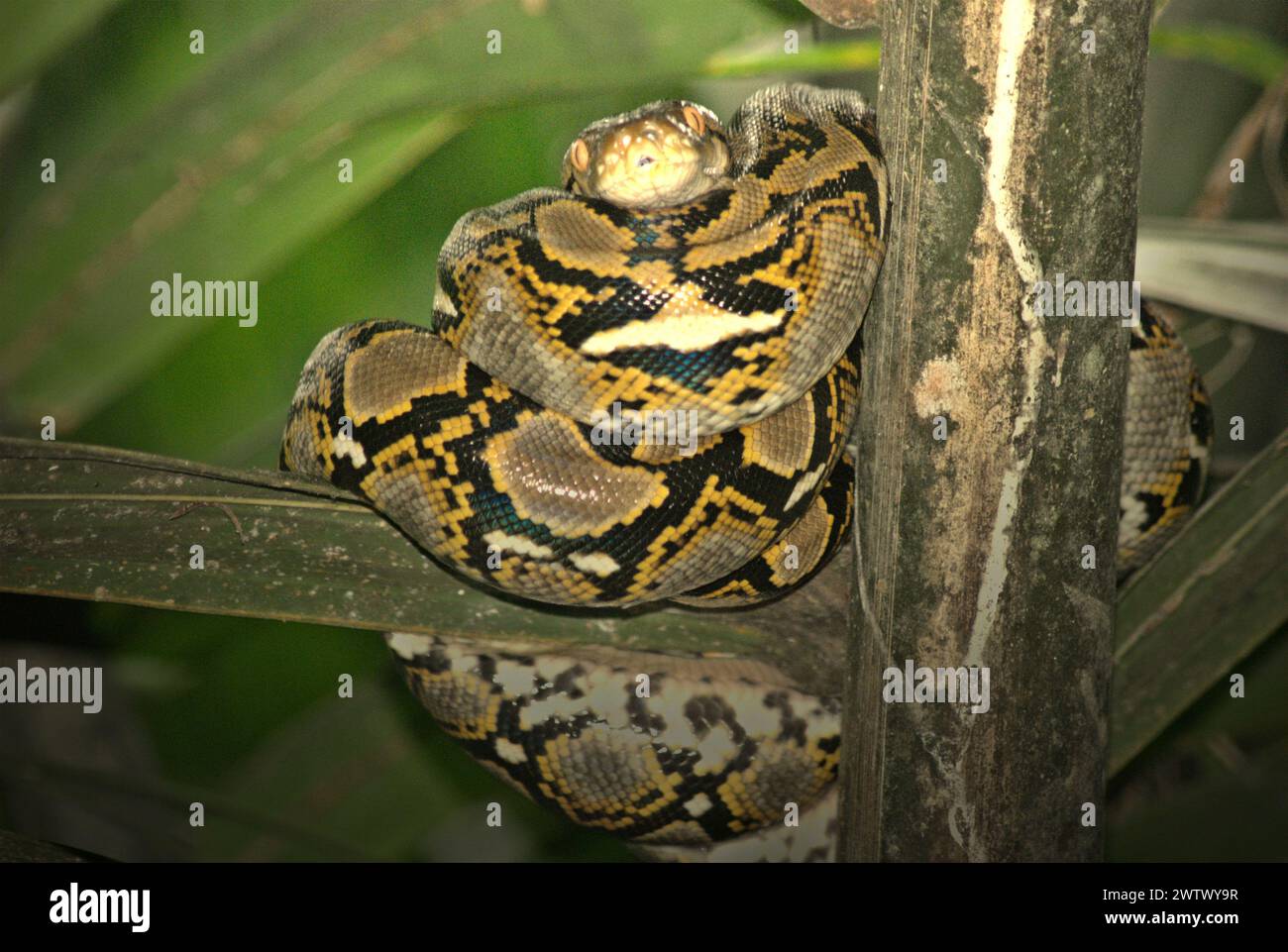 A python, which is most likely a Burmese python (Python bivittatus) is ...