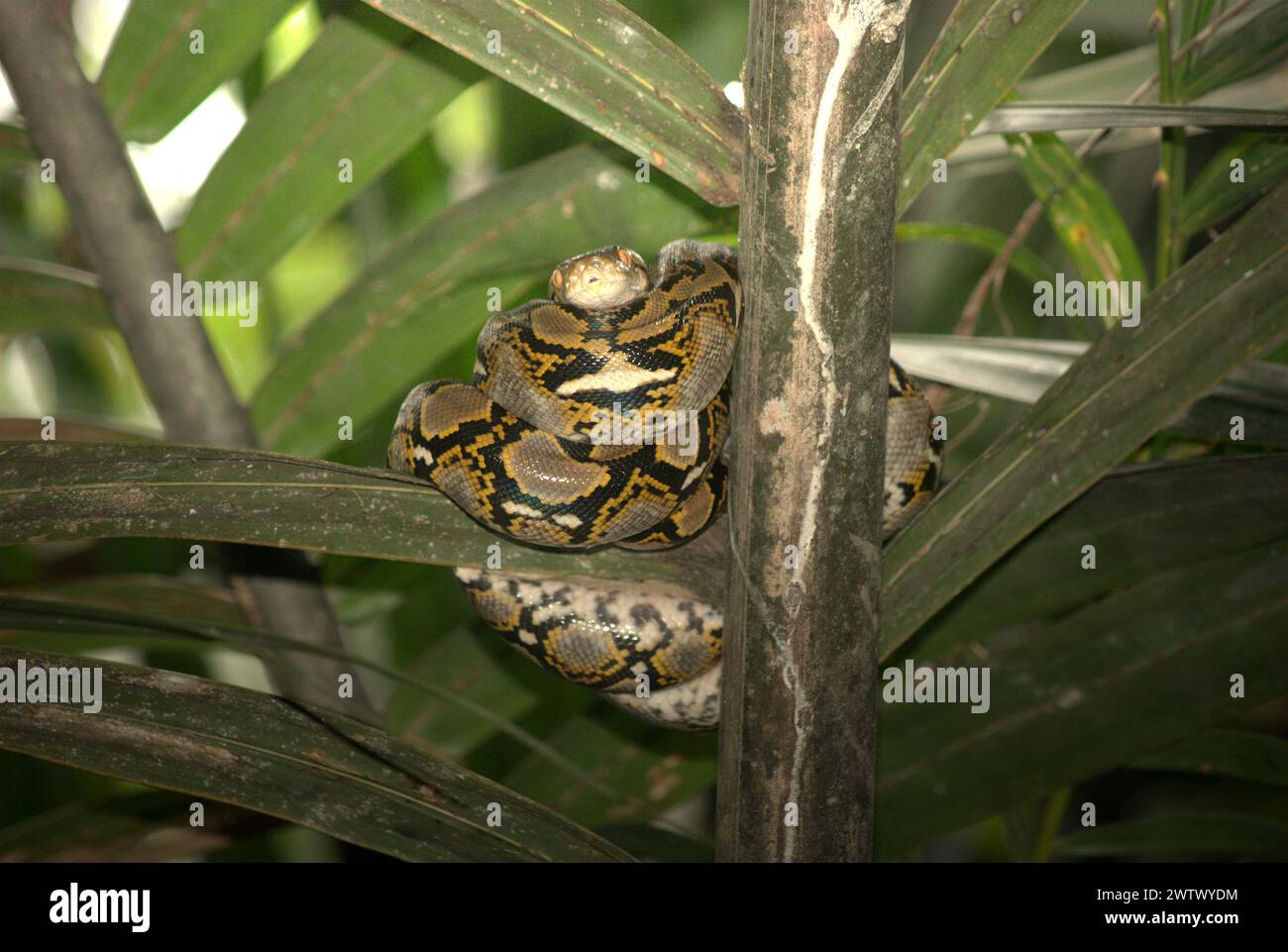 A python, which is most likely a Burmese python (Python bivittatus) is ...