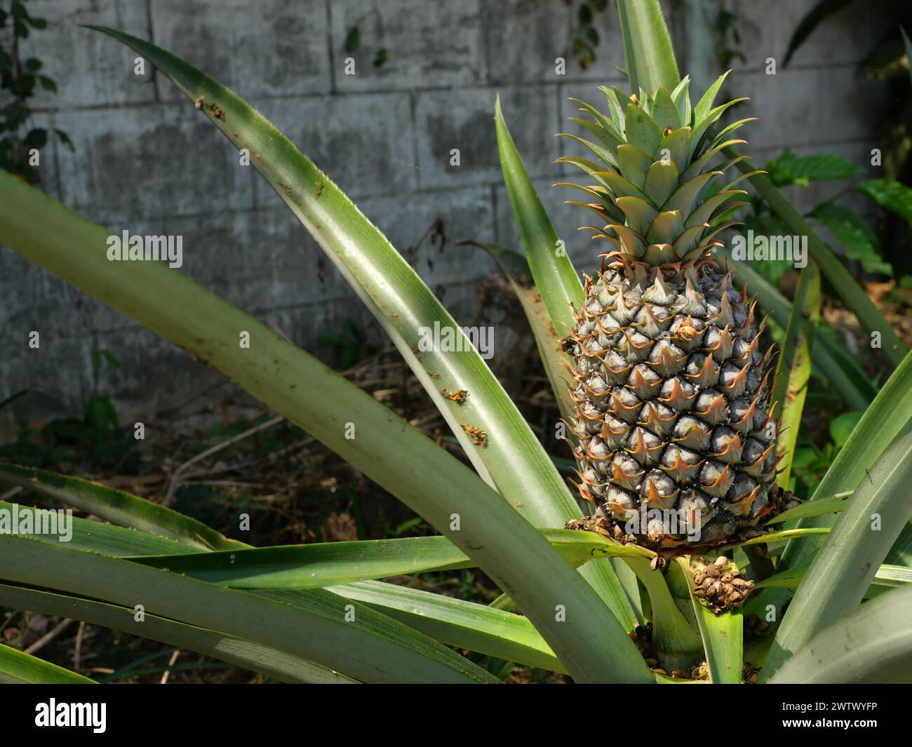 Young pineapple fruit on tree plant with natural green background ...