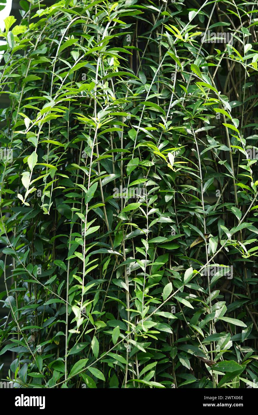 Vernonia Elliptica