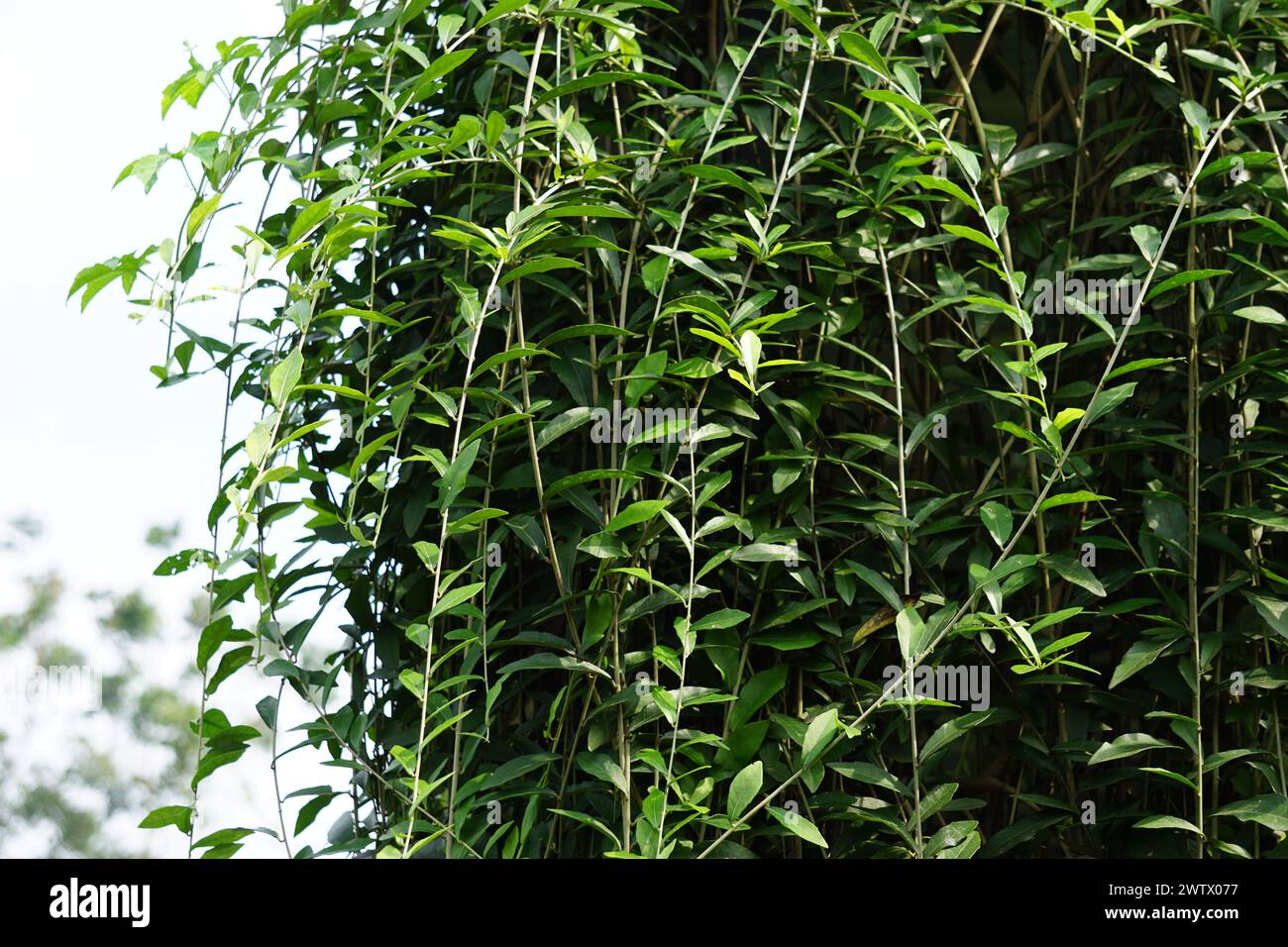 Vernonia elliptica hi-res stock photography and images - Alamy