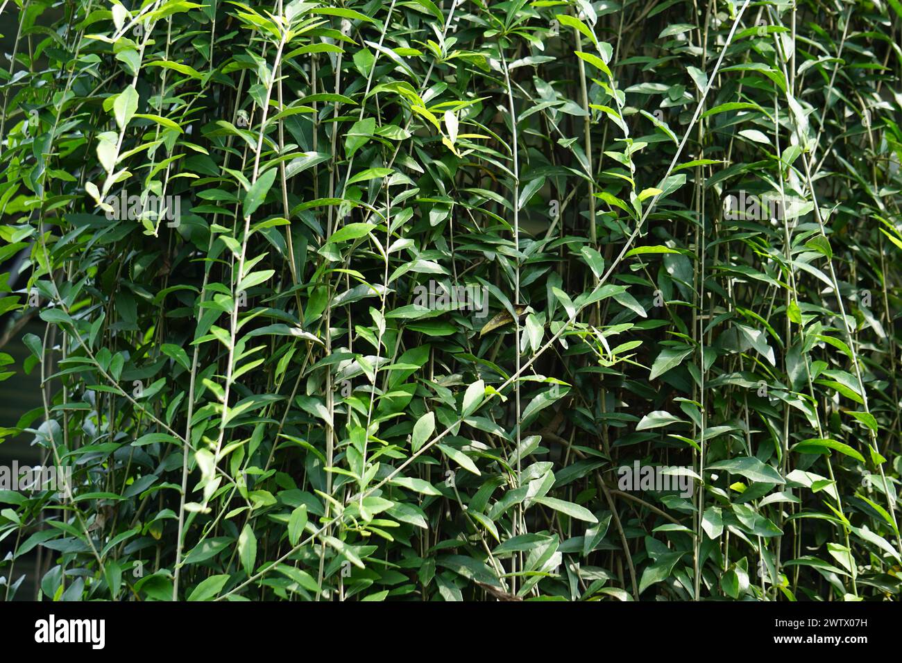 Lee kwan yew (vernonia elliptica, Vernonia elaeagnifolia, Tarlmounia ...