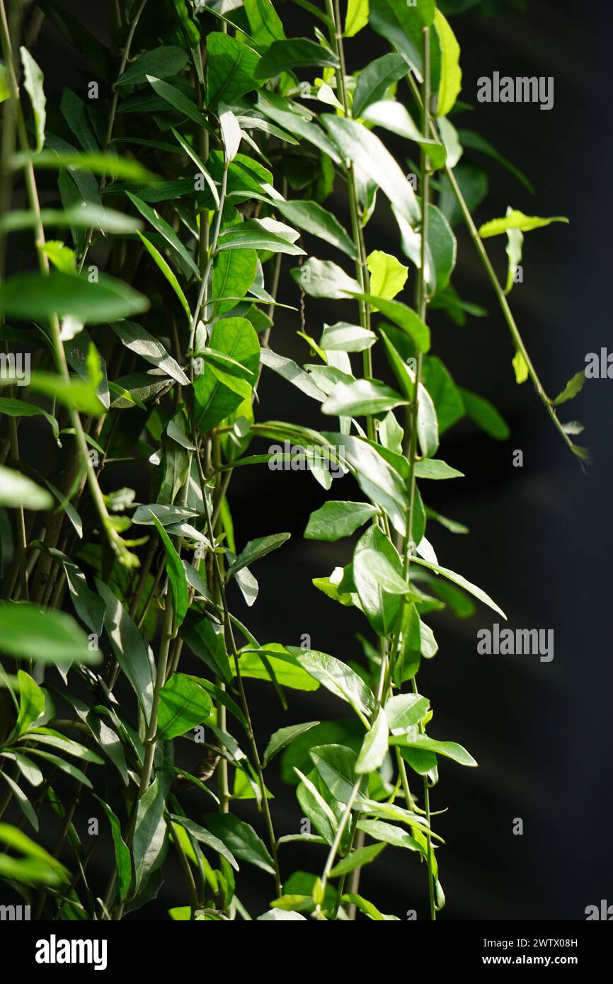 Lee kwan yew (vernonia elliptica, Vernonia elaeagnifolia, Tarlmounia ...