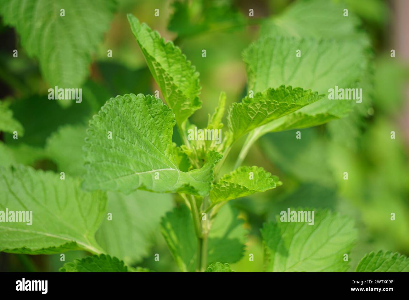 Leonotis nepetifolia (Also called klip dagga, Christmas candlestick ...