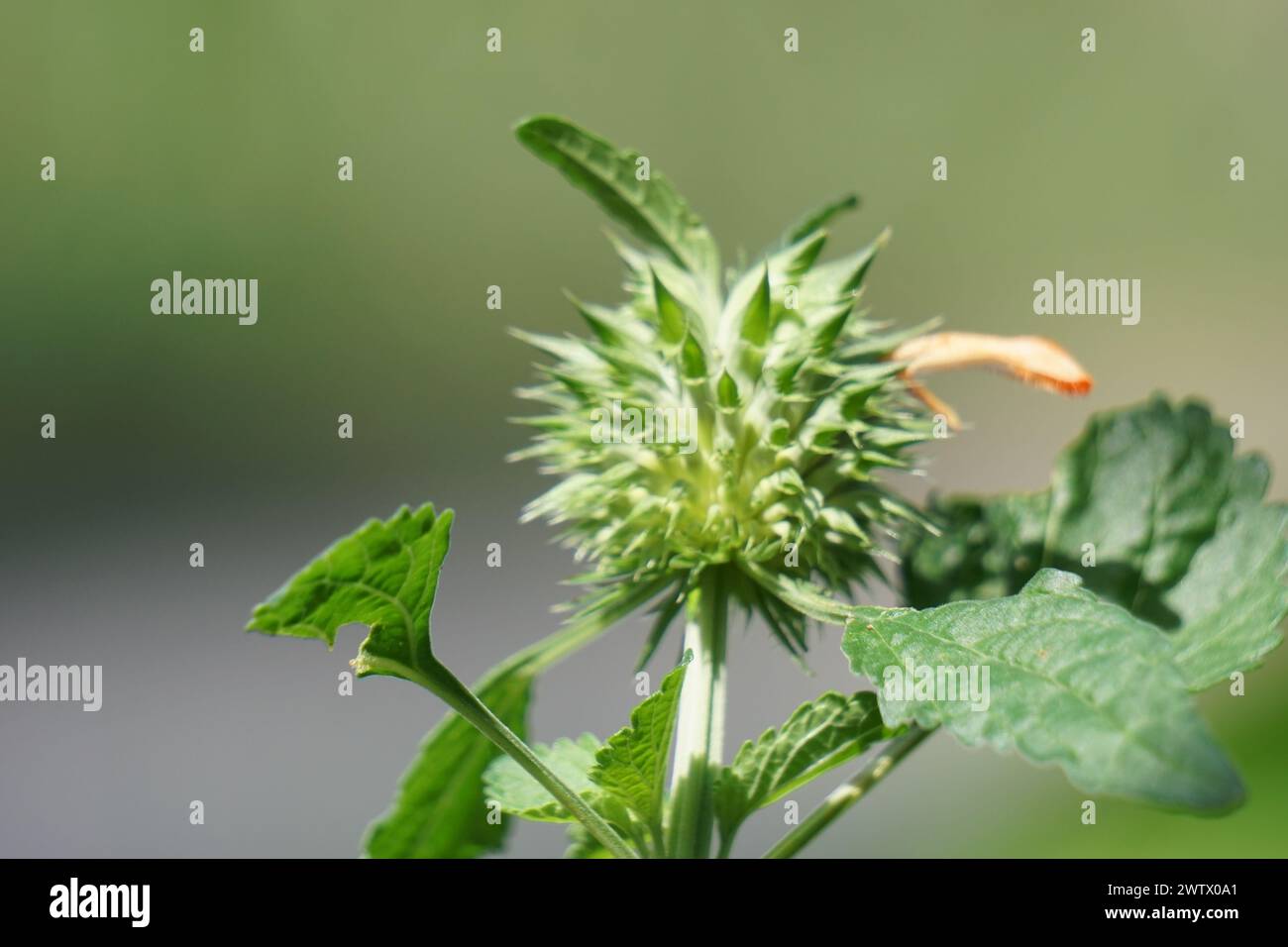 Leonotis nepetifolia (Also called klip dagga, Christmas candlestick ...