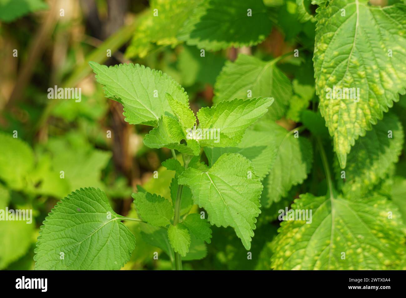 Leonotis nepetifolia (Also called klip dagga, Christmas candlestick ...