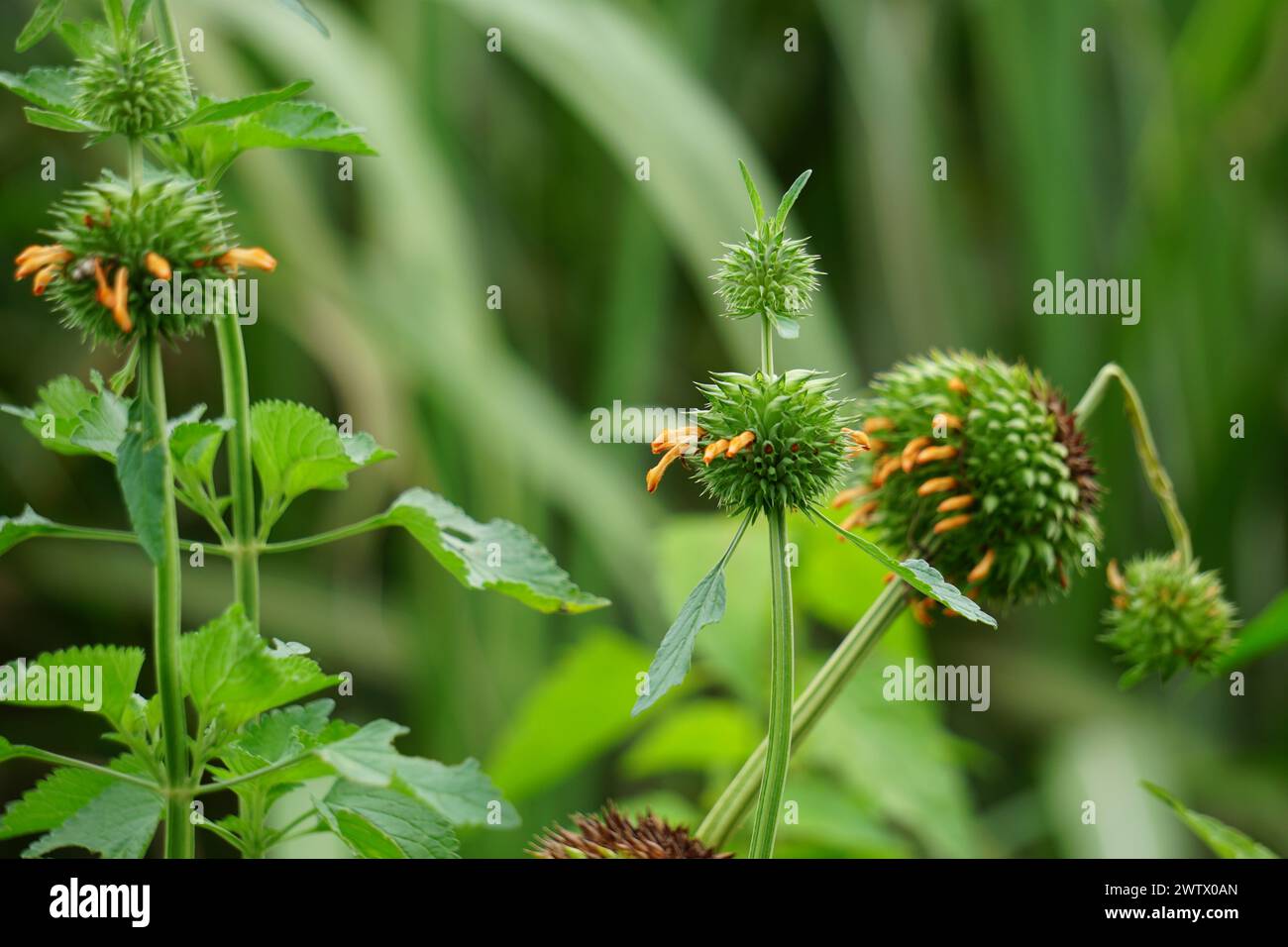 Leonotis nepetifolia (Also called klip dagga, Christmas candlestick ...