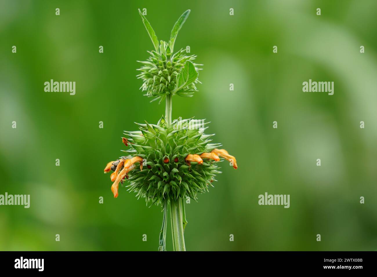 Leonotis nepetifolia (Also called klip dagga, Christmas candlestick ...