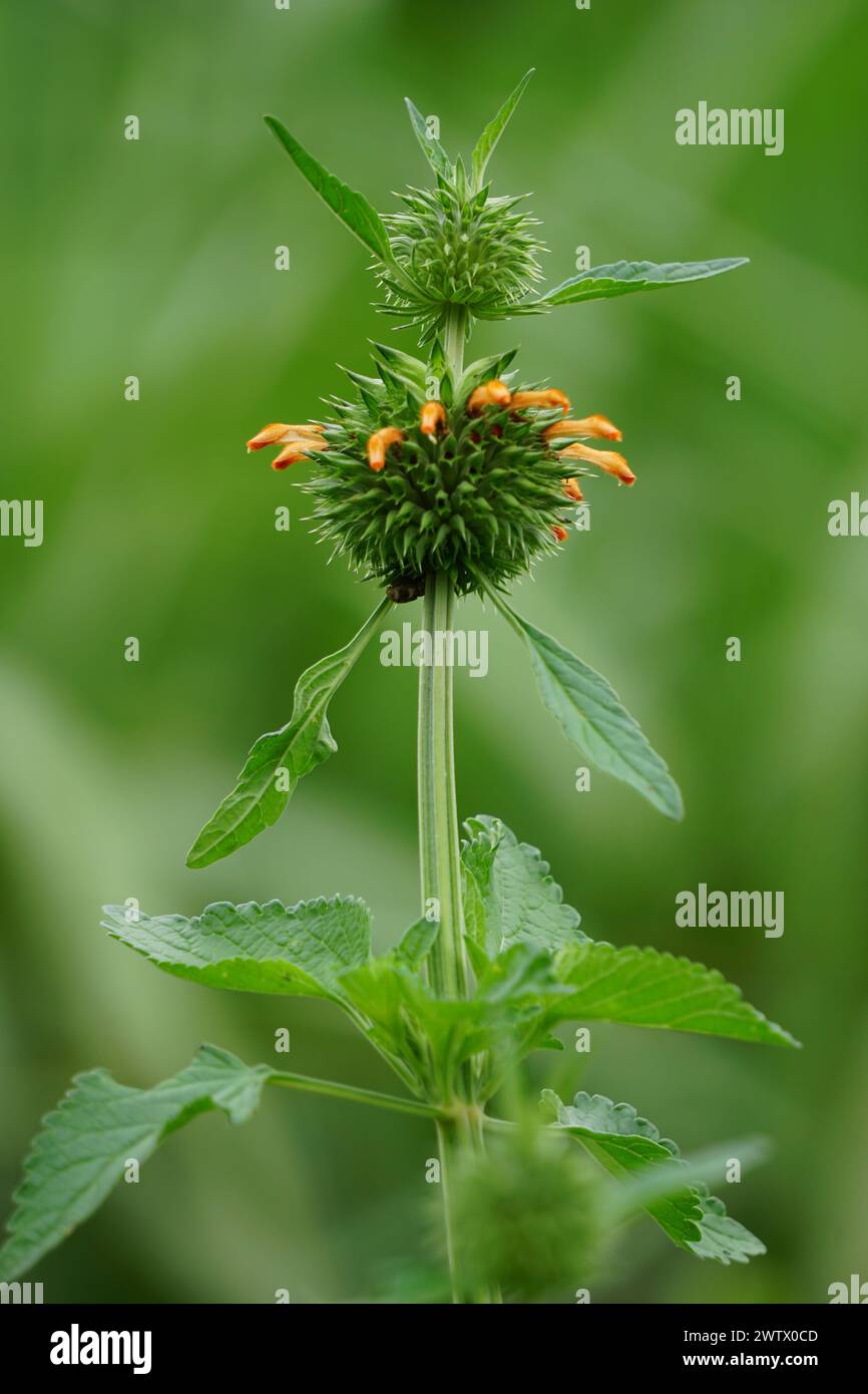 Leonotis nepetifolia (Also called klip dagga, Christmas candlestick ...