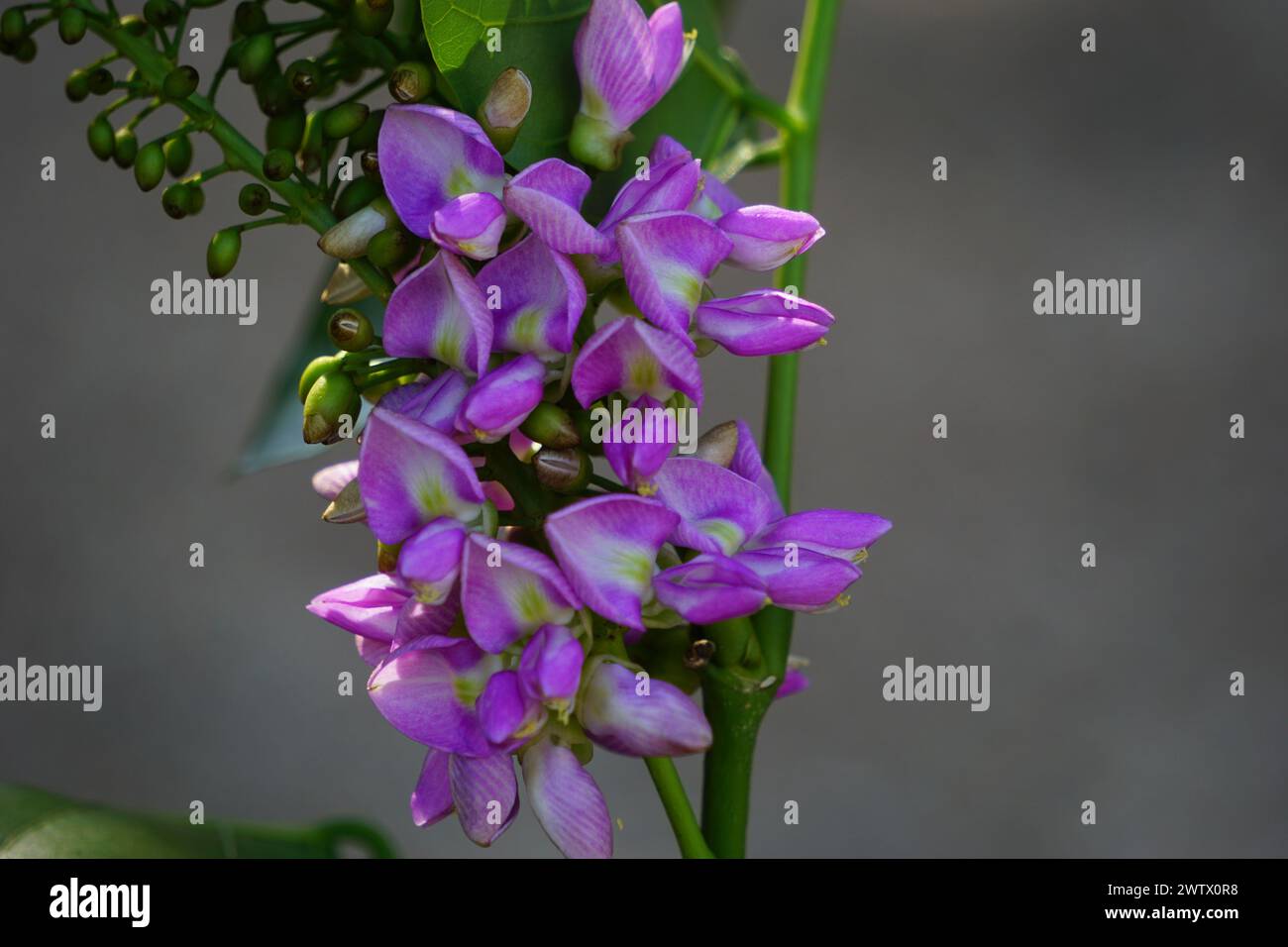 Lonchocarpus punctatus flower on the tree. The tea obtained from the ...