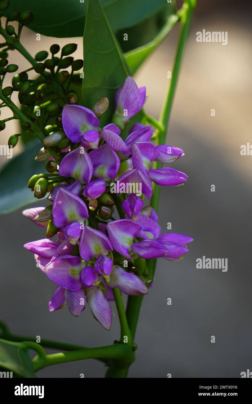 Lonchocarpus punctatus flower on the tree. The tea obtained from the ...