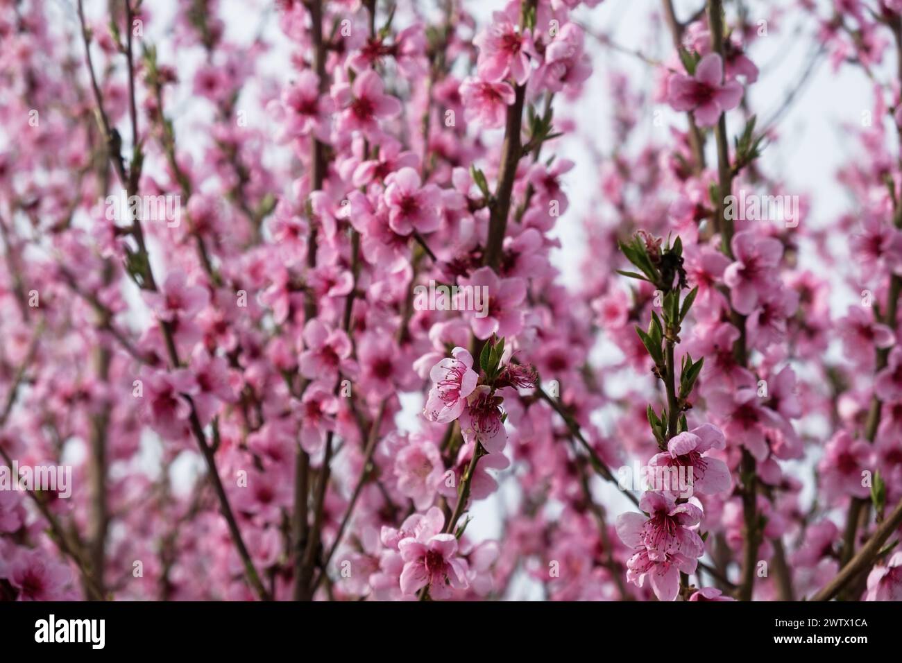 Peach branch blooms in close-up. Delicate pink spring flowers bloomed ...