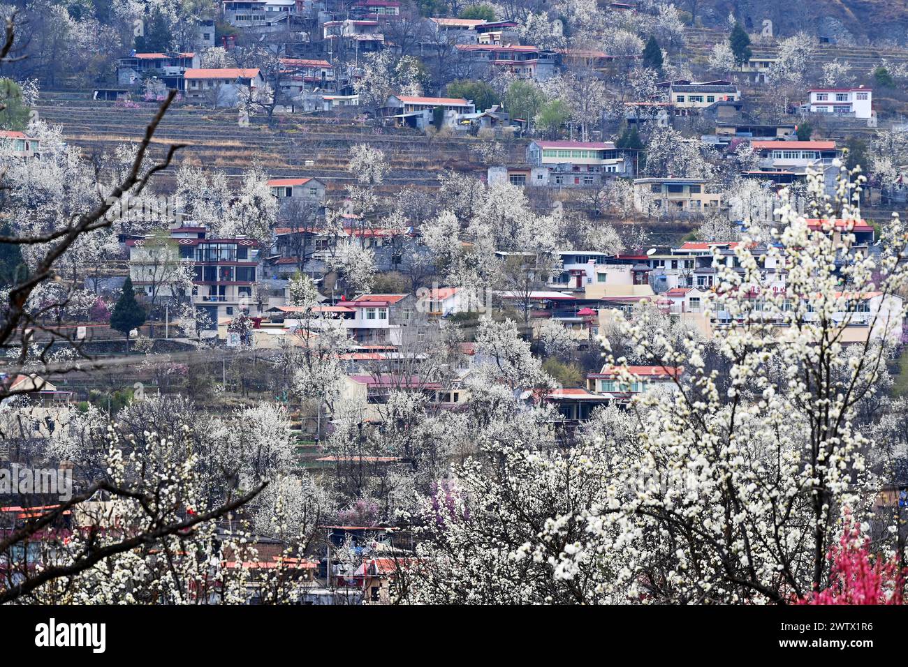 **CHINESE MAINLAND, HONG KONG, MACAU AND TAIWAN OUT** Pear blossoms ...