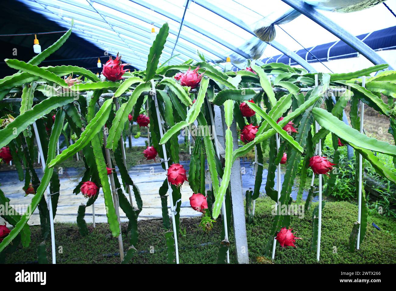 Dragon fruit hanging in a tree Stock Photo - Alamy