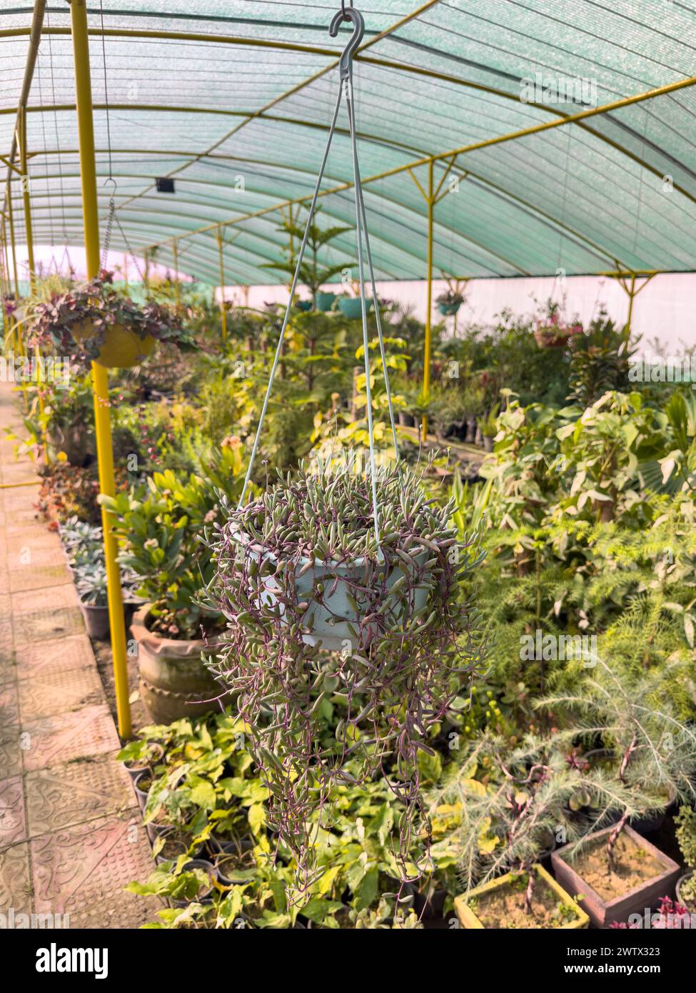 String of pickles plant hi-res stock photography and images - Alamy