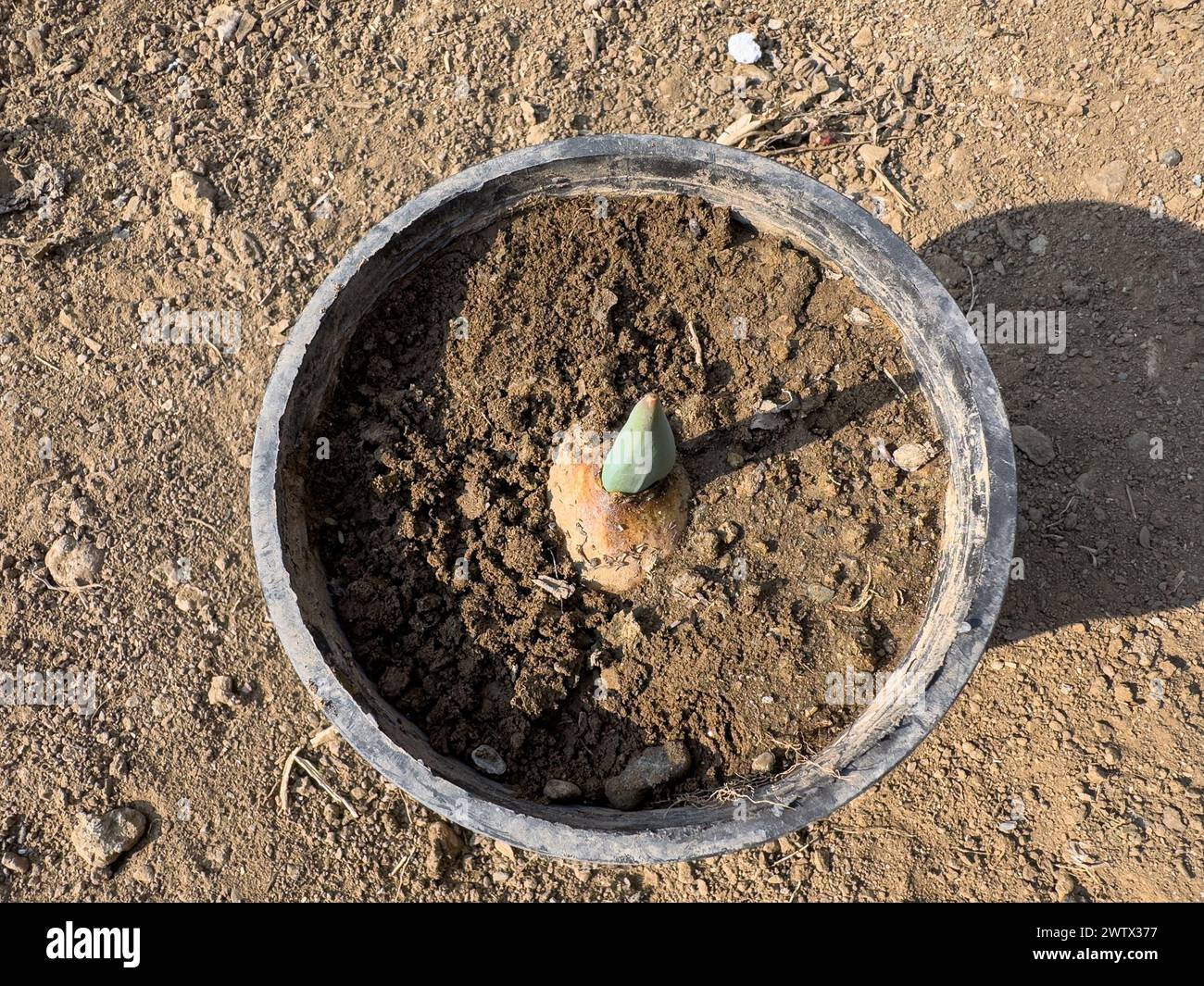 Sprouted bulbs hi-res stock photography and images - Alamy