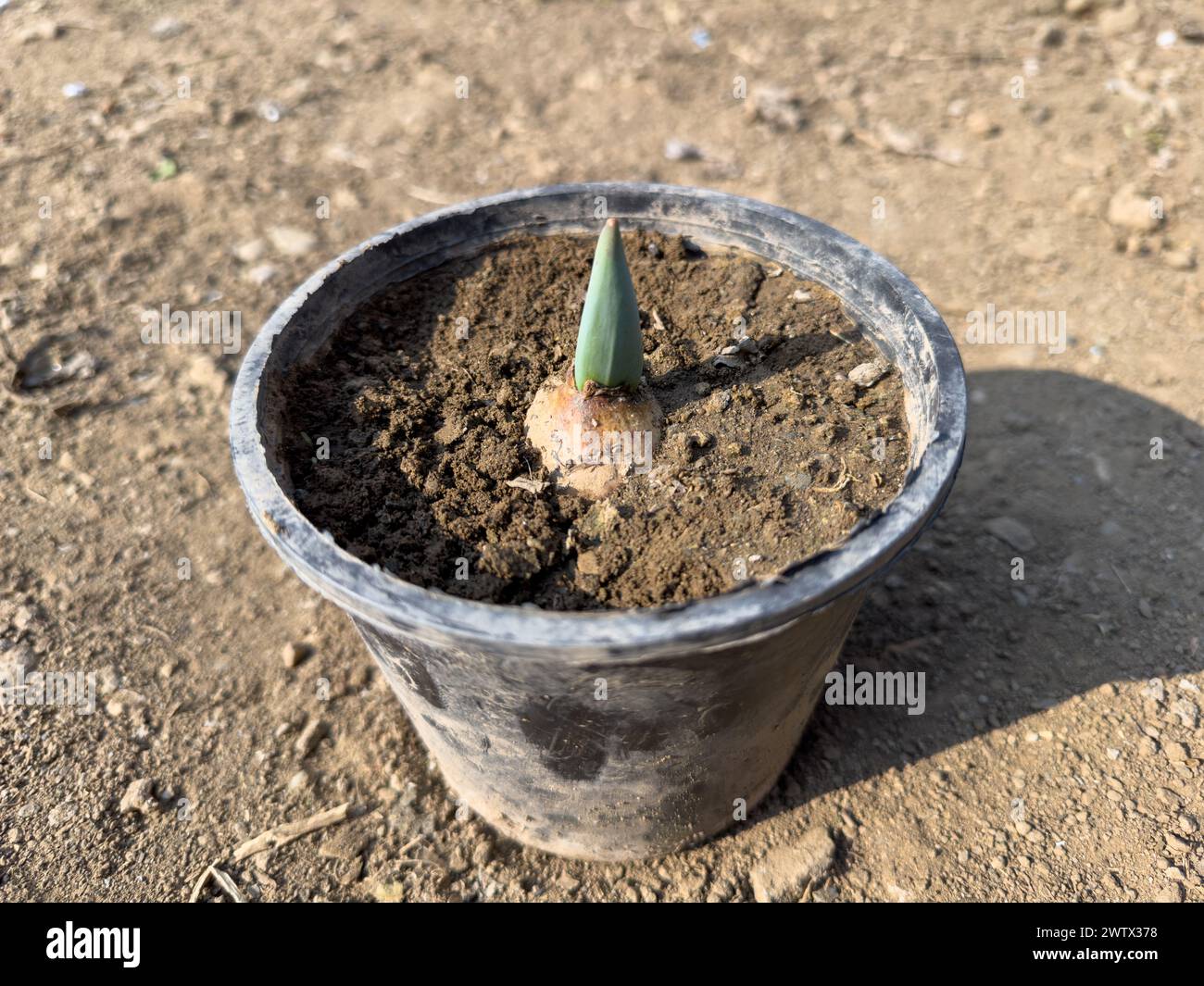Tulip sprout hi-res stock photography and images - Alamy