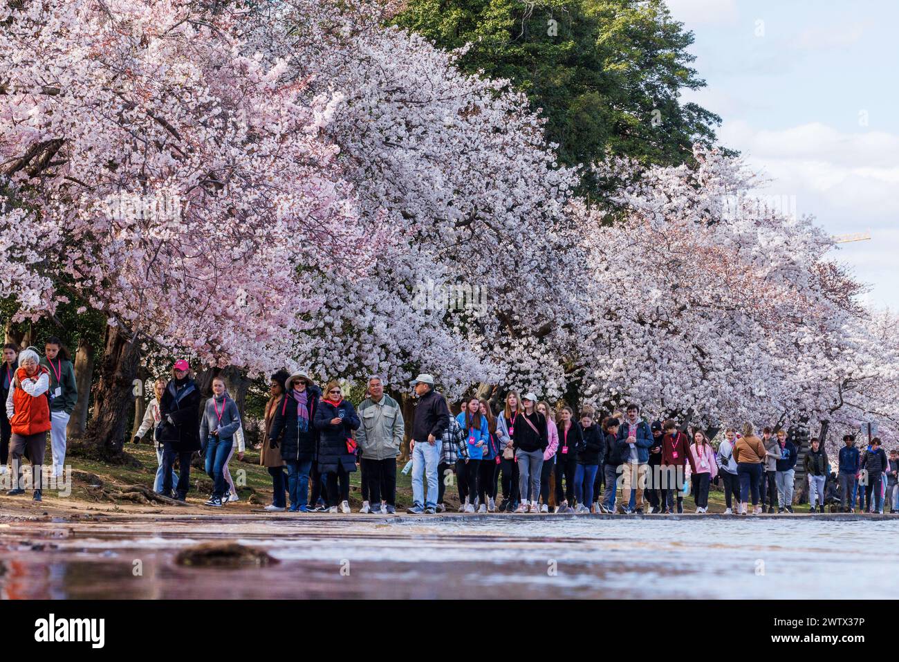 2024 washington dc cherry blossoms hi-res stock photography and images ...