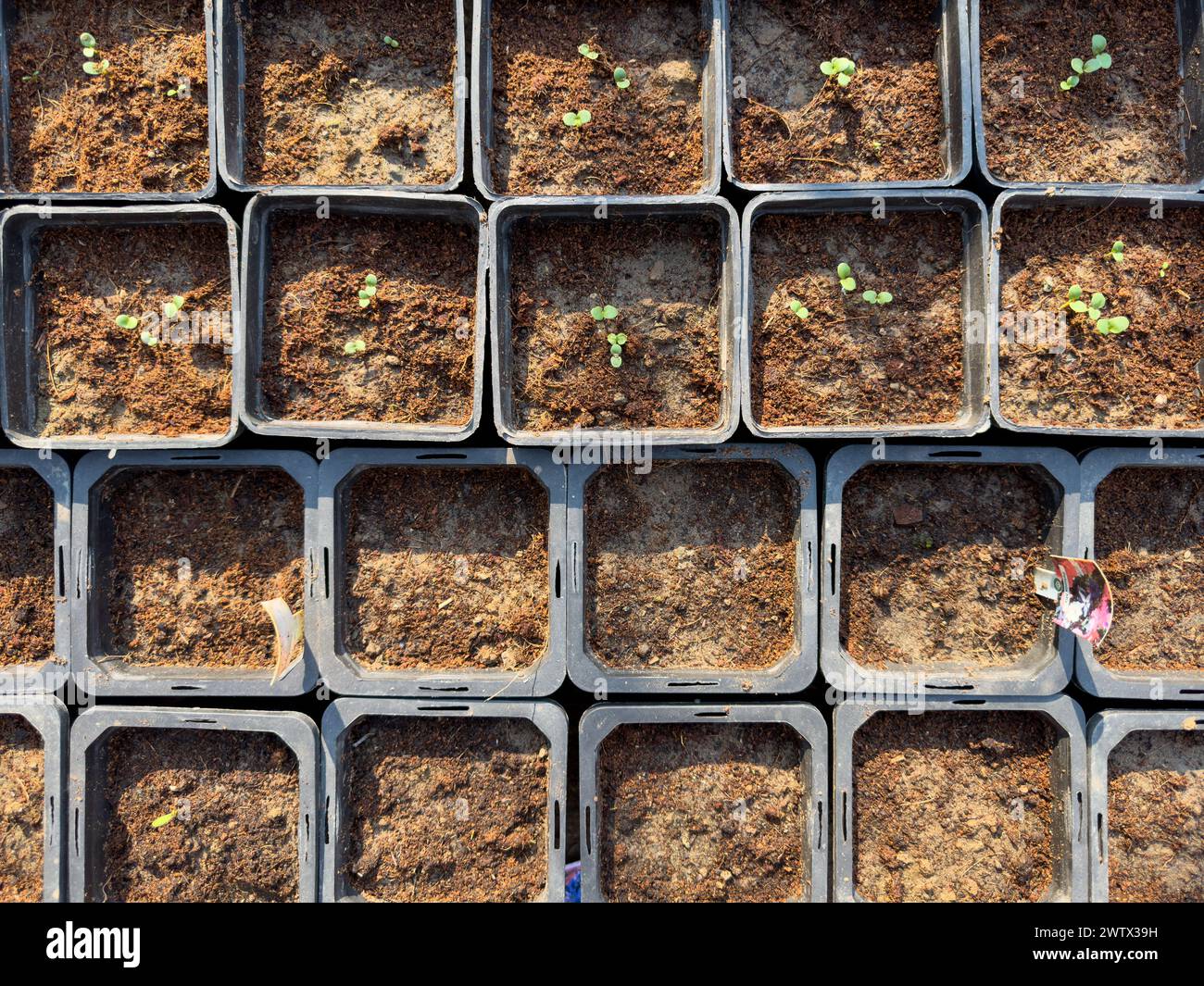 Seeds germinating growing in hi-res stock photography and images - Alamy