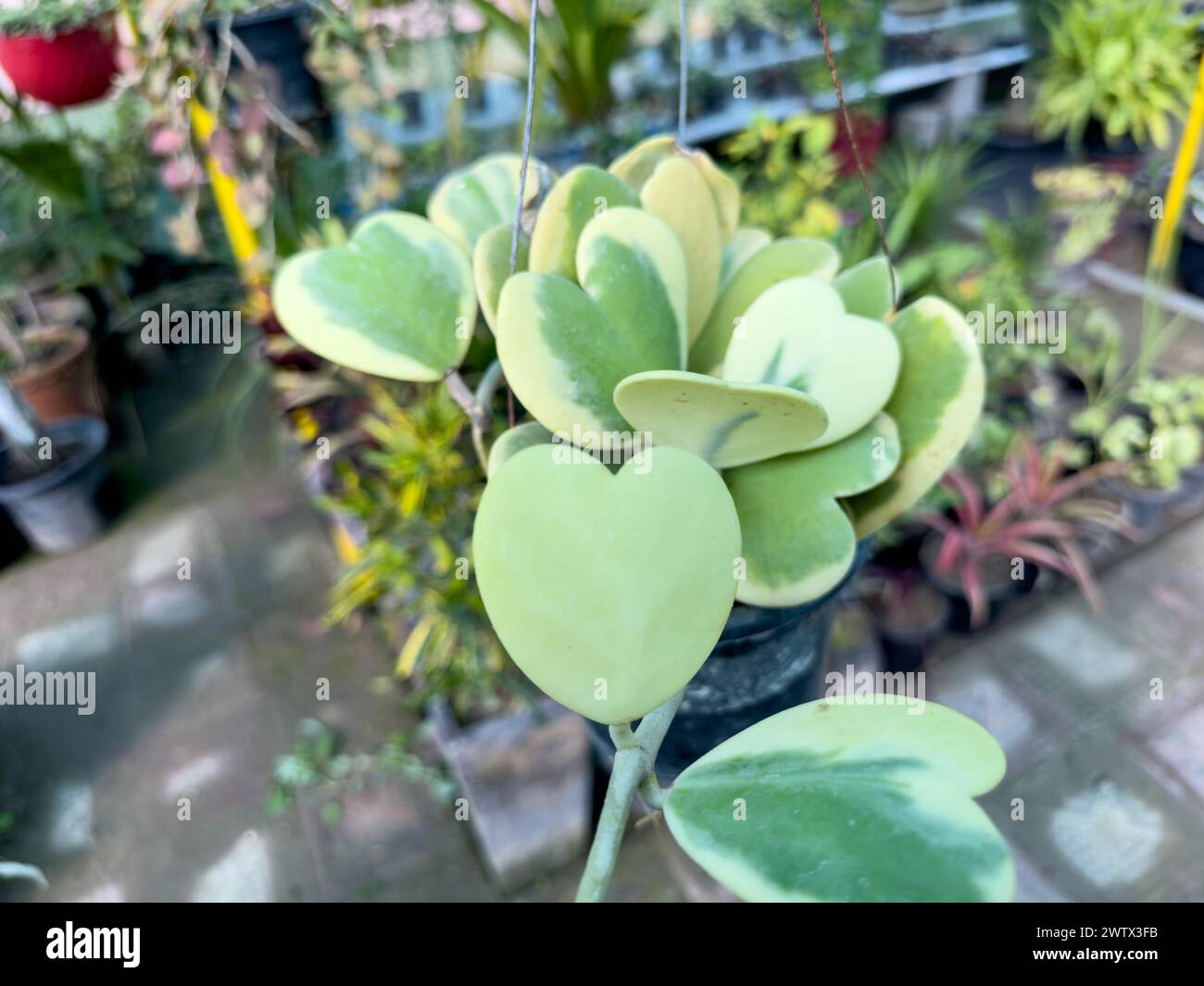 Hoya plant hi-res stock photography and images - Alamy