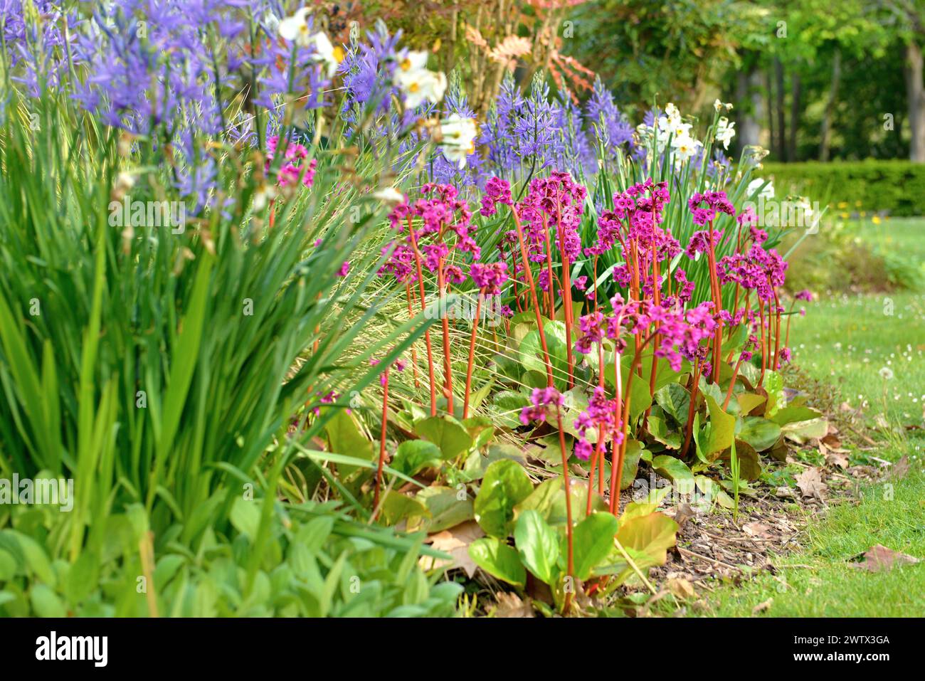 beautiful flower bed of pink bergenia cordifolia blooming with other ...