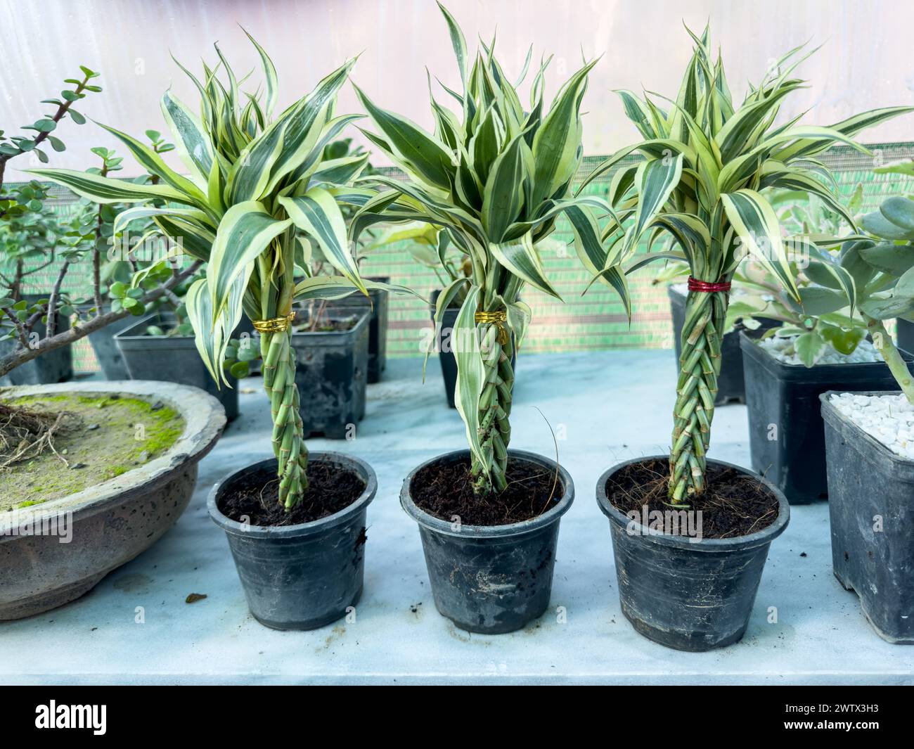 Lucky bamboo patterns hi-res stock photography and images - Alamy