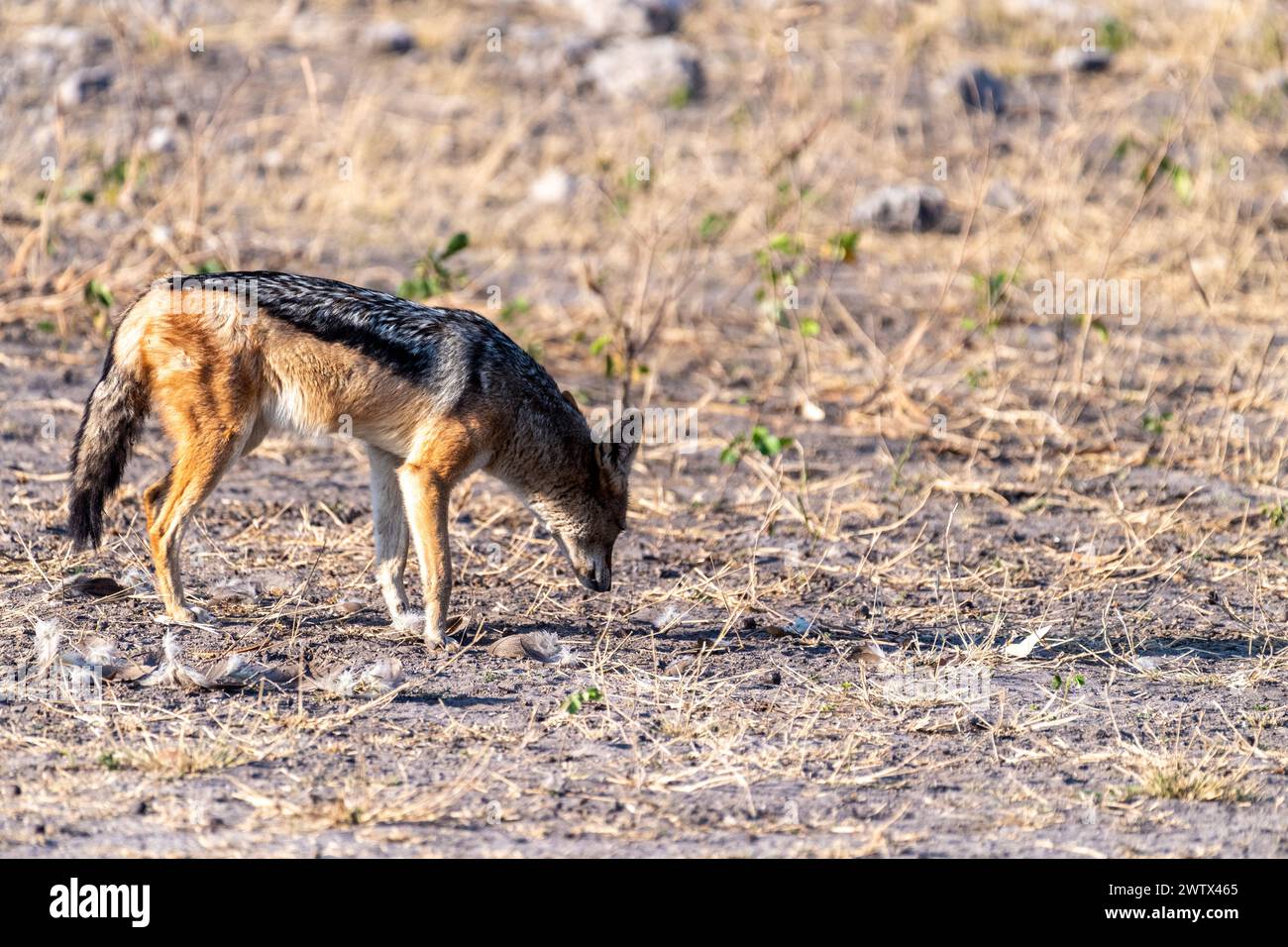 Close-up of a side-striped Jackal -Canis Adustus- roaming around Chobe ...