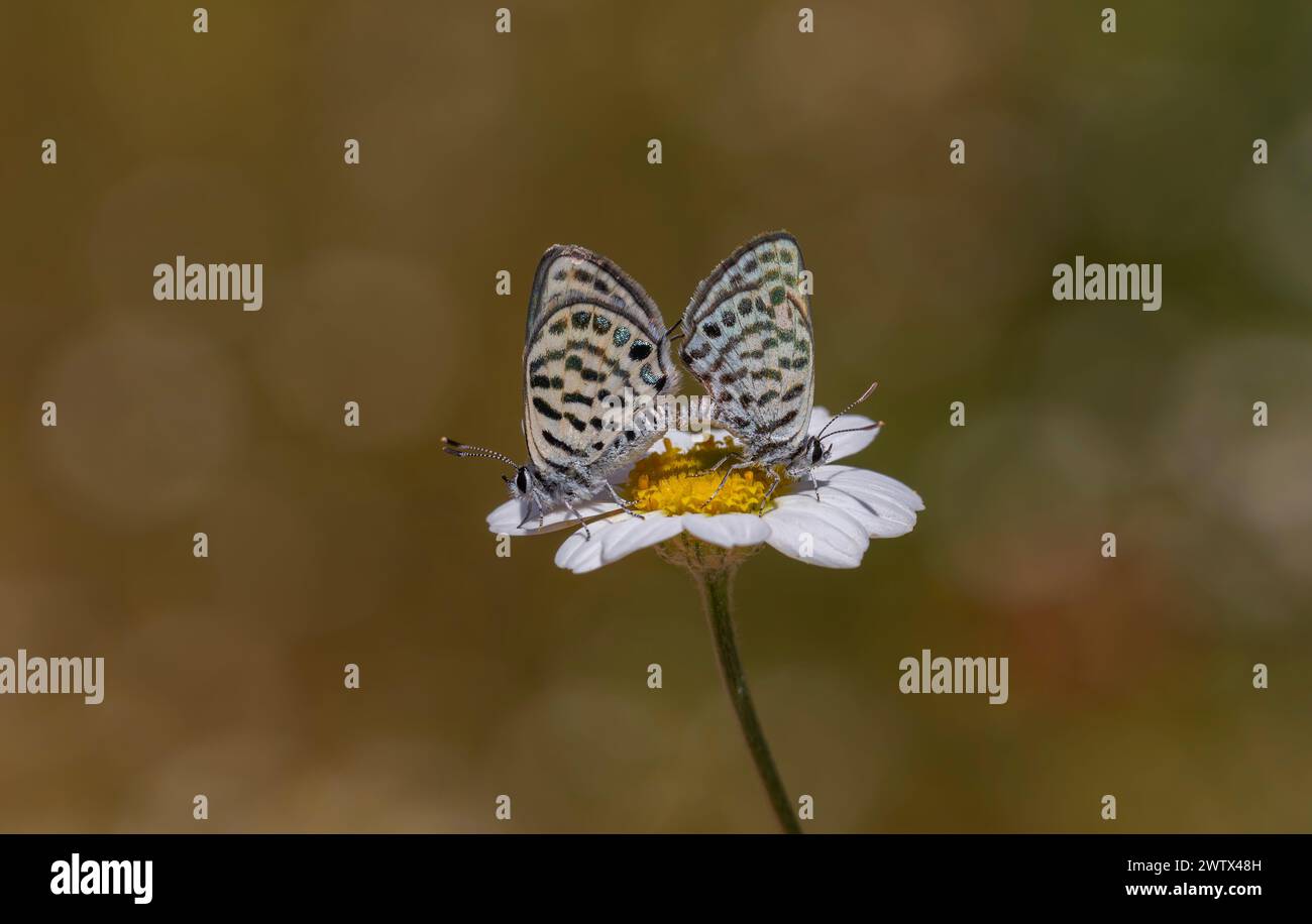 tiny butterflies mating on daisies, Little Tiger Blue, Tarucus ...