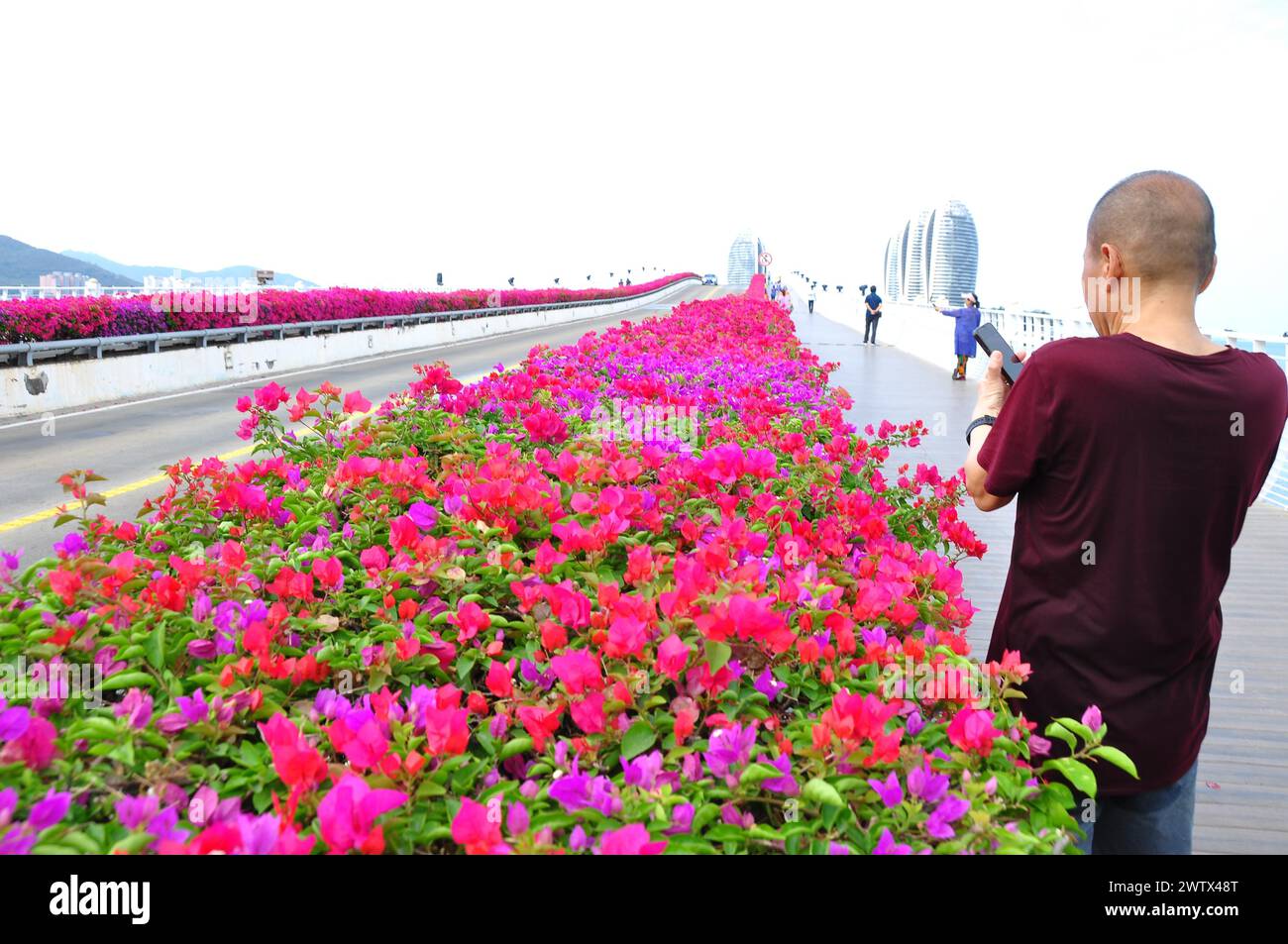 Blooming bougainvillea flowers attract tourists in Sanya City ...