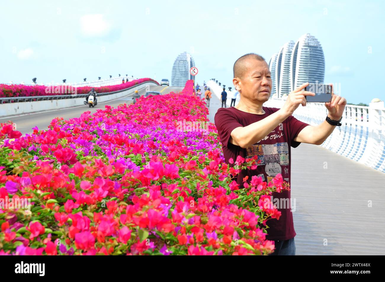 Blooming bougainvillea flowers attract tourists in Sanya City ...