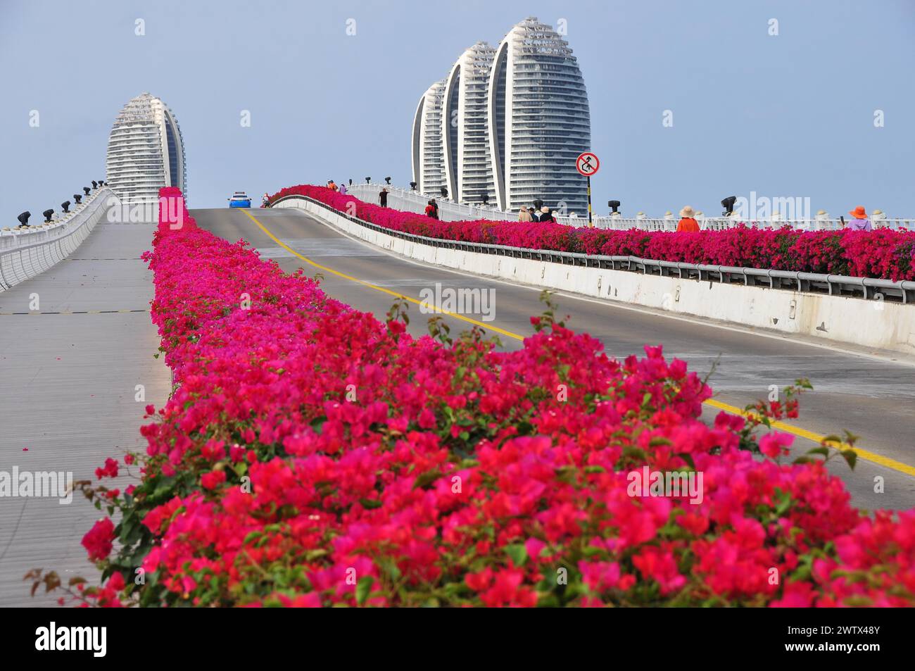Blooming bougainvillea flowers attract tourists in Sanya City ...