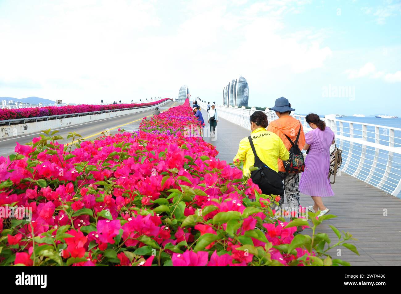 Blooming bougainvillea flowers attract tourists in Sanya City ...