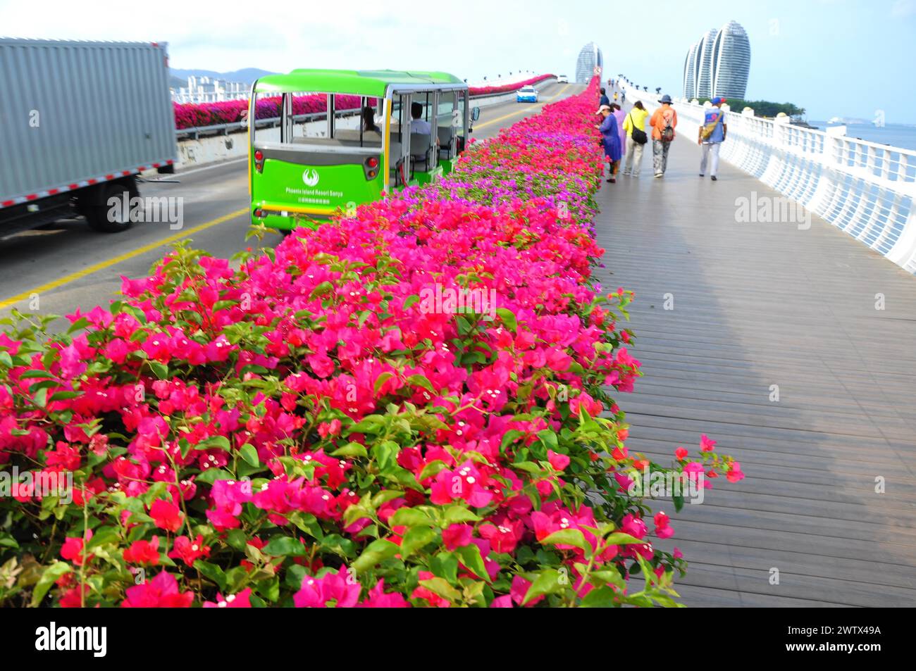 Blooming bougainvillea flowers attract tourists in Sanya City ...