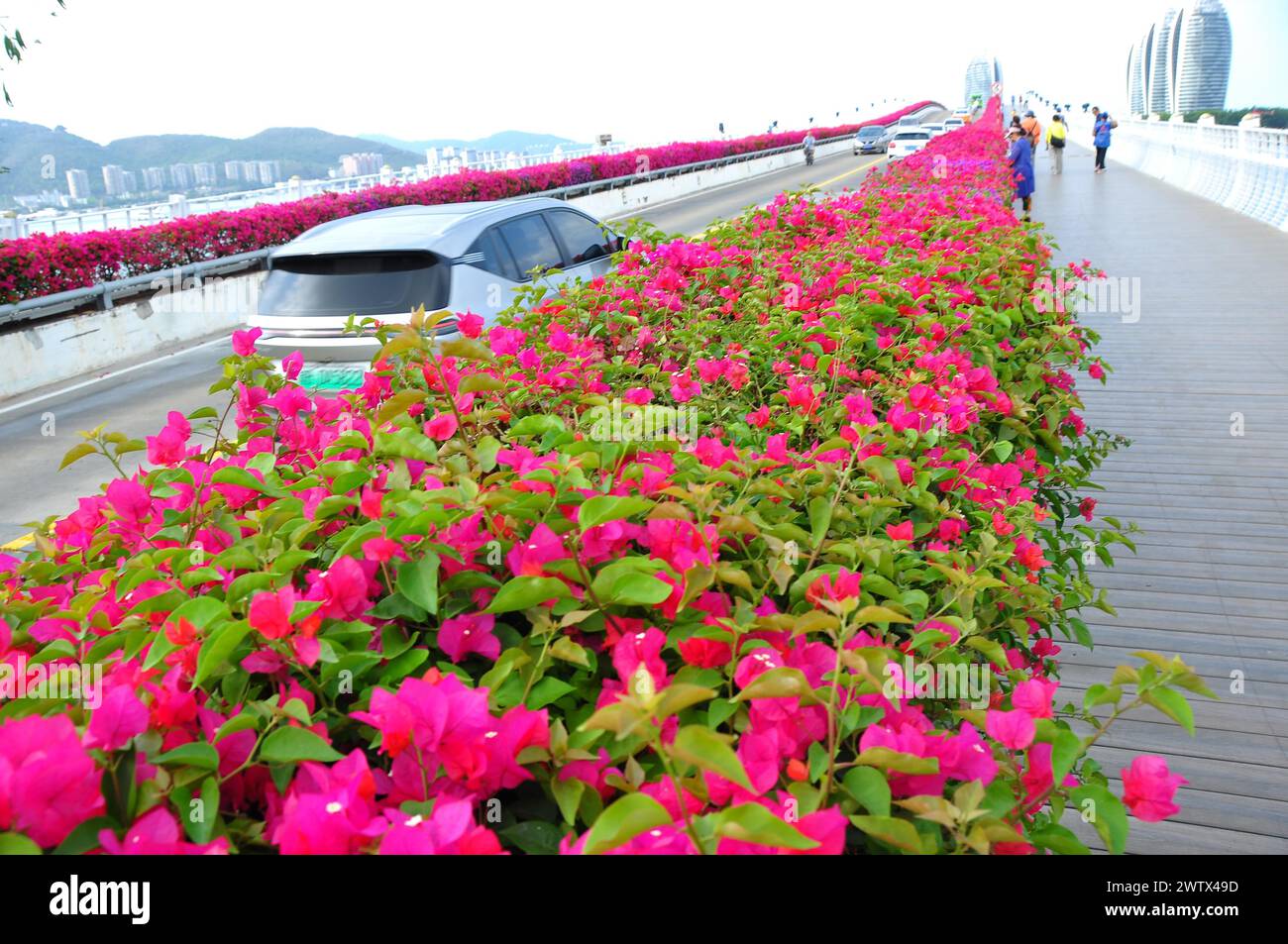 Blooming bougainvillea flowers attract tourists in Sanya City ...