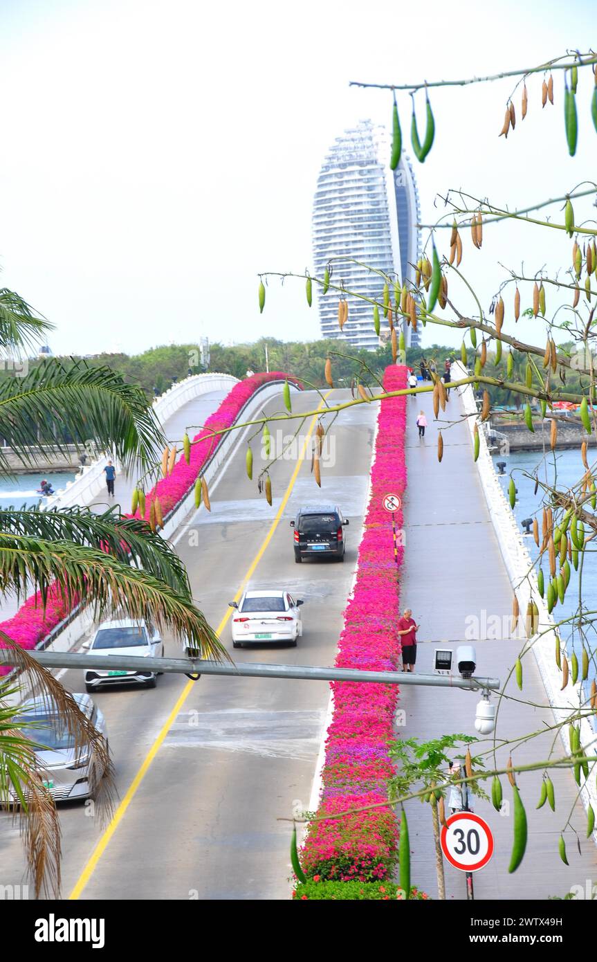Blooming bougainvillea flowers attract tourists in Sanya City ...