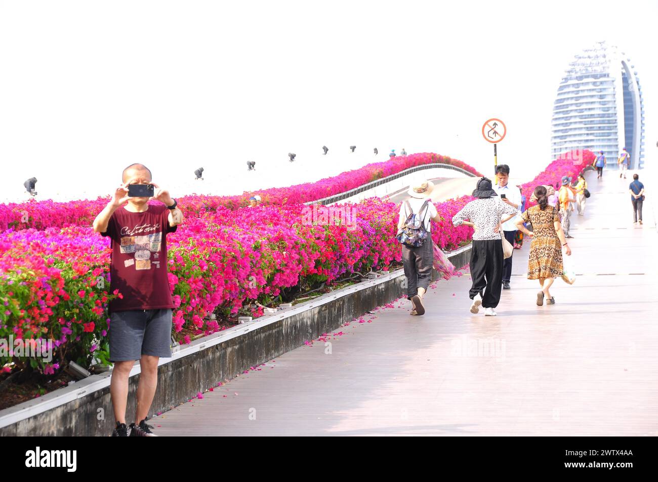 Blooming bougainvillea flowers attract tourists in Sanya City ...