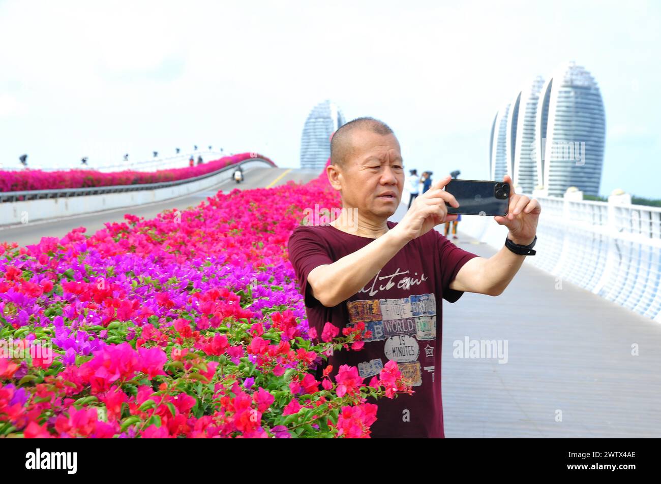 Blooming bougainvillea flowers attract tourists in Sanya City ...