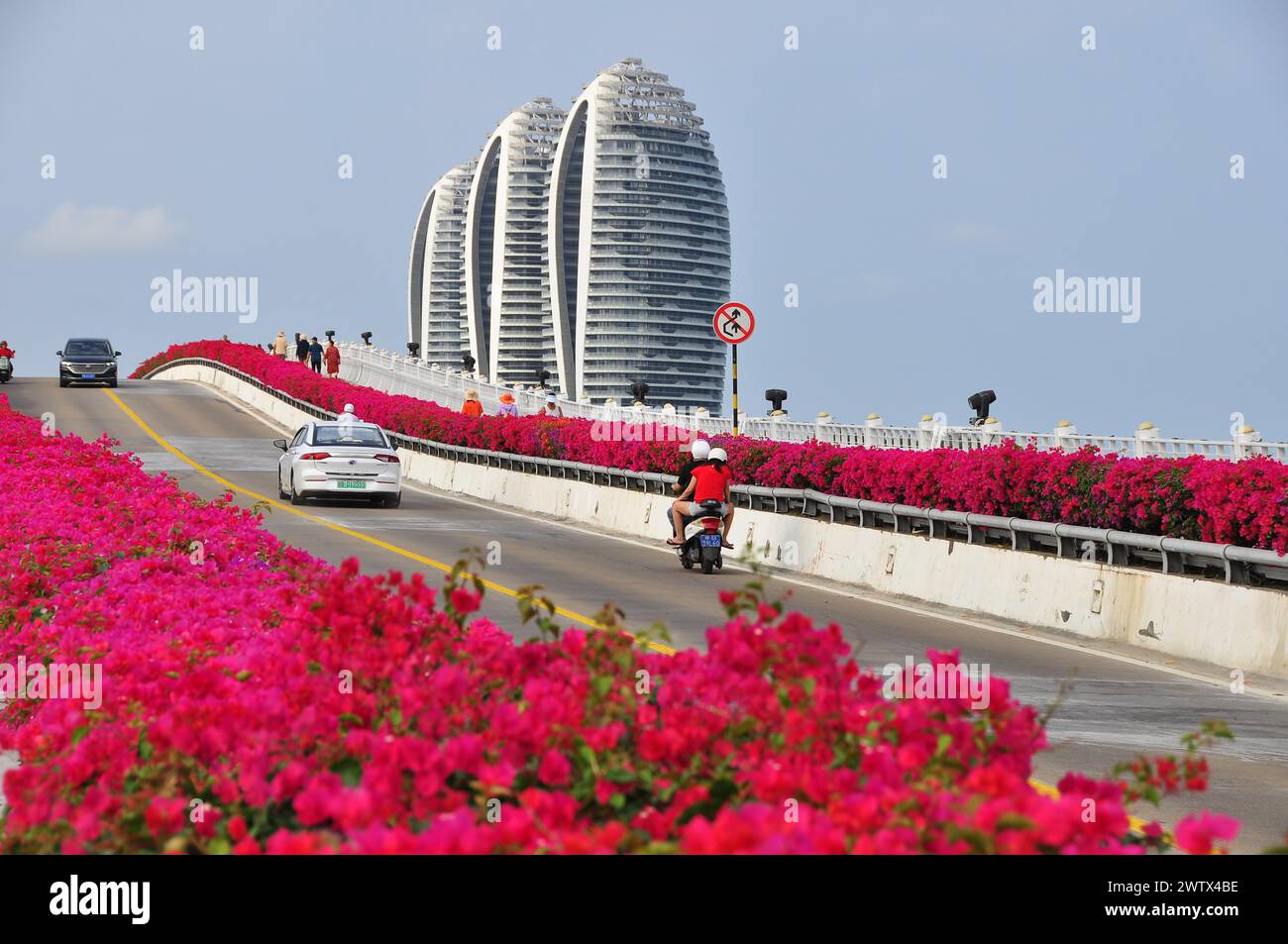 Blooming bougainvillea flowers attract tourists in Sanya City ...
