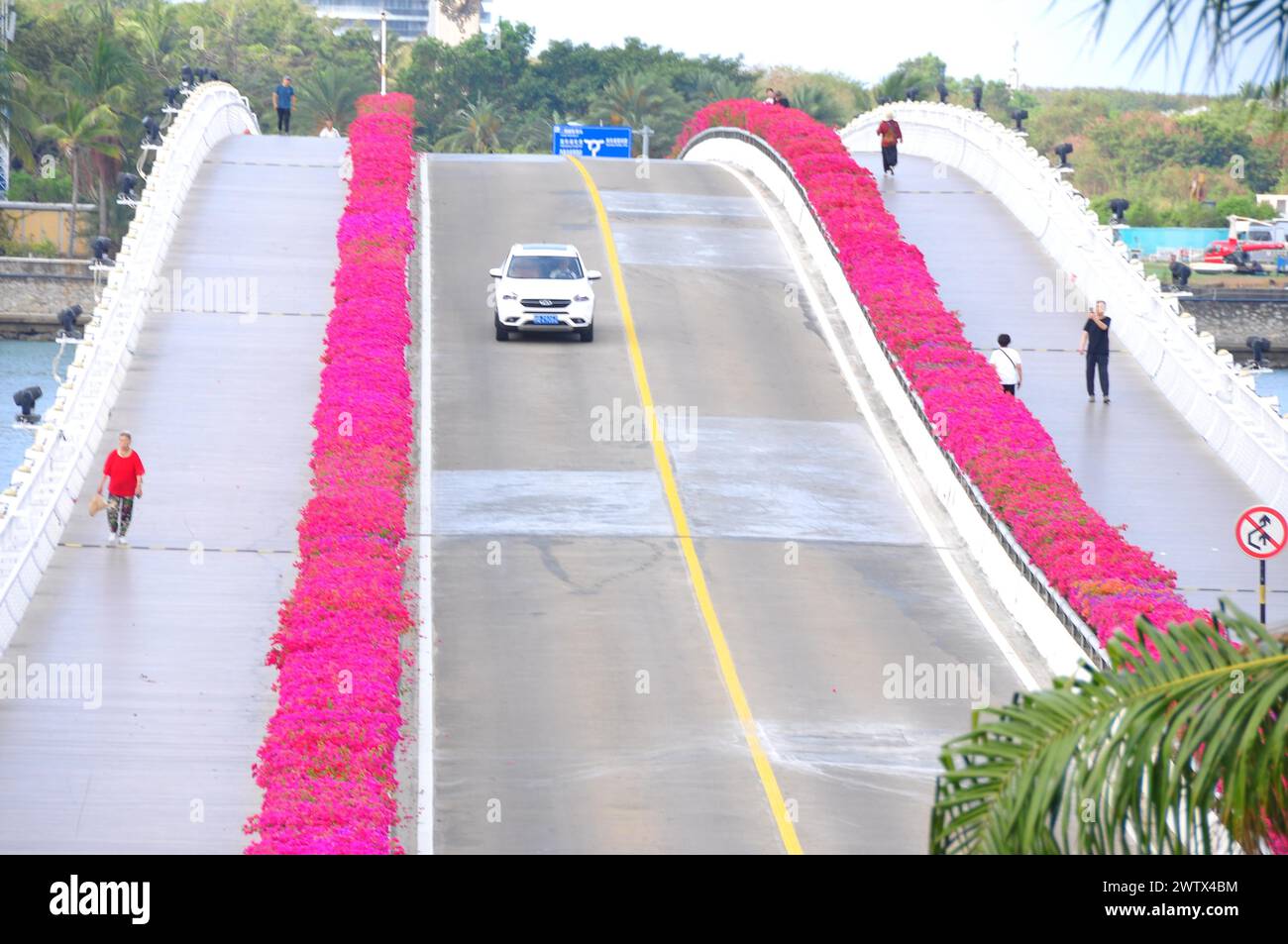 Blooming bougainvillea flowers attract tourists in Sanya City ...
