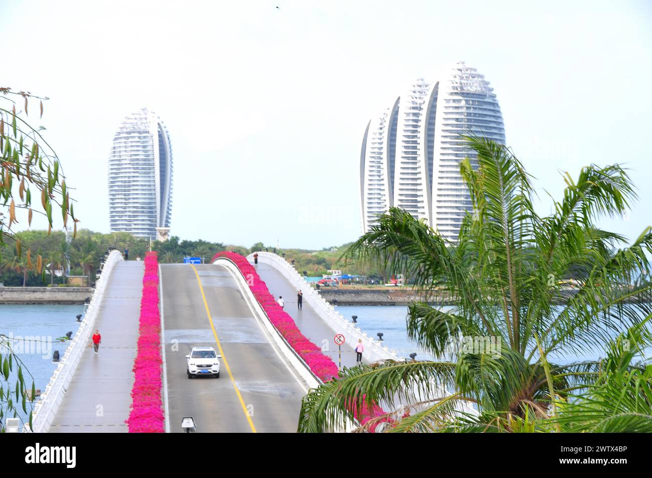Blooming bougainvillea flowers attract tourists in Sanya City ...