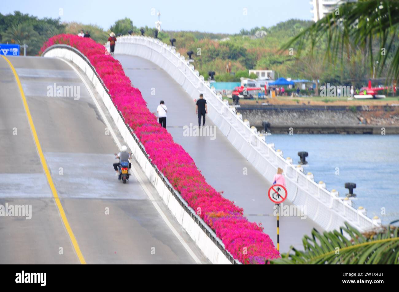 Blooming bougainvillea flowers attract tourists in Sanya City ...