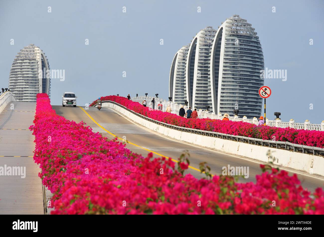 Blooming bougainvillea flowers attract tourists in Sanya City ...