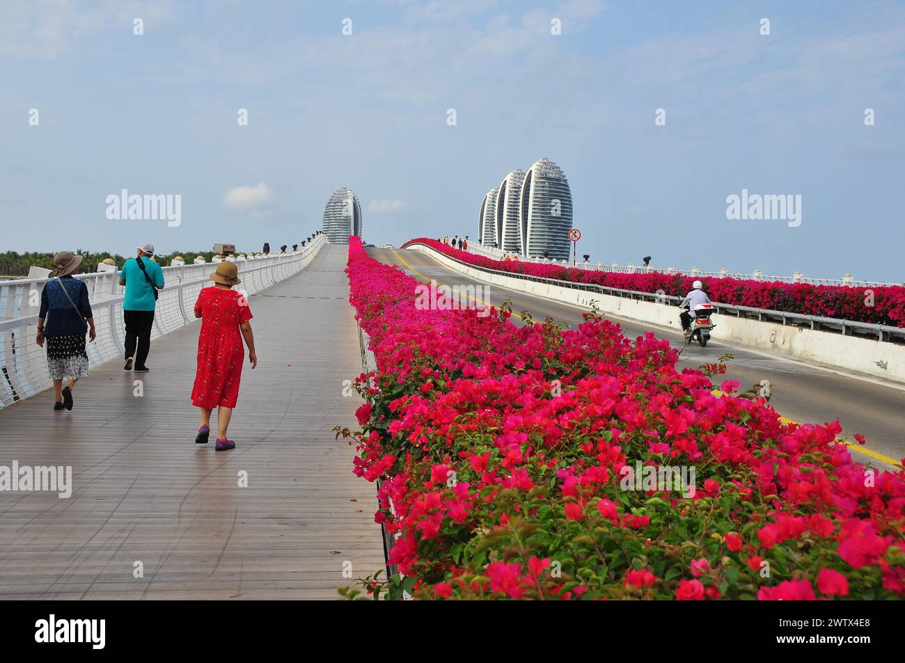 Blooming bougainvillea flowers attract tourists in Sanya City ...