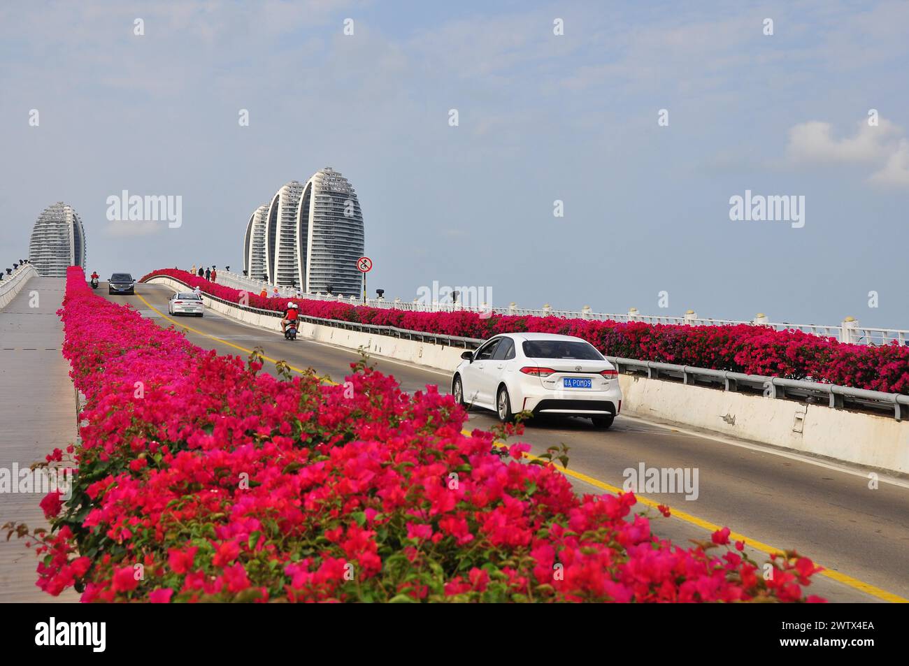 Blooming bougainvillea flowers attract tourists in Sanya City ...